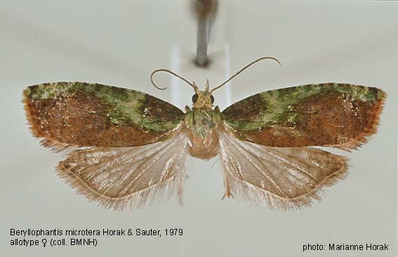 Papua Insects Foundation (Lepidoptera/Tortricidae)